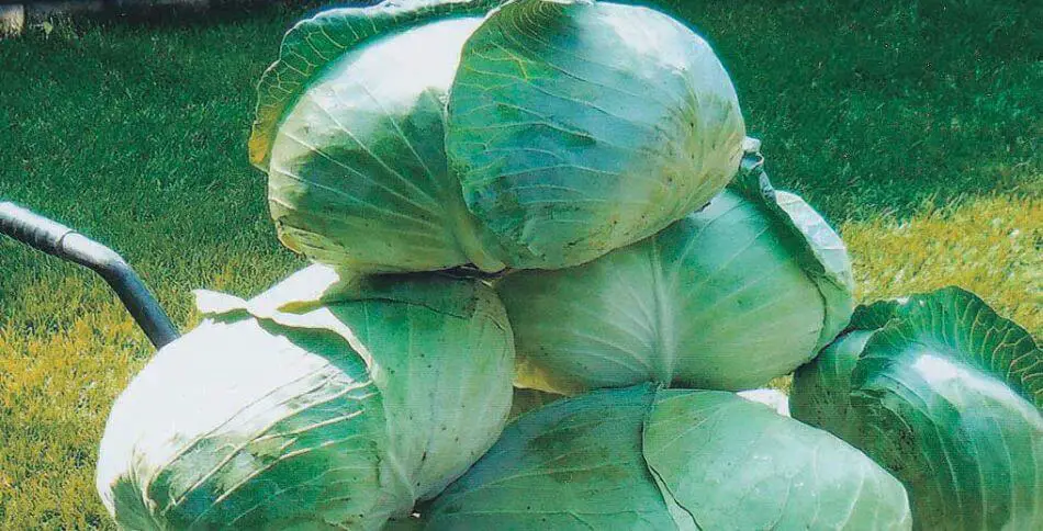 Cómo cultivar repollo plano taiwanés o repollo a partir de semillas ...