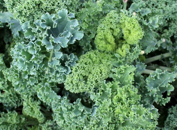 Cómo cultivar col rizada a partir de semillas. – ideas caseras parel hogar