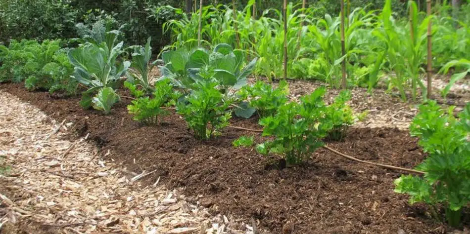Cómo cubrir tu huerto: 4 tipos de mantillo orgánico – ideas caseras ...