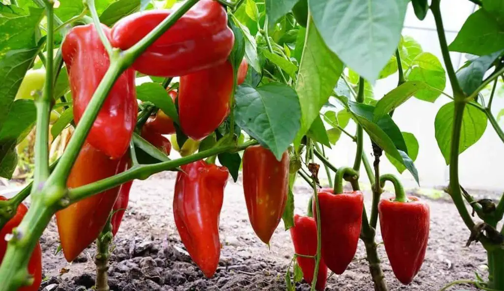 5 secretos para cultivar chiles a partir de semillas – ideas caseras ...
