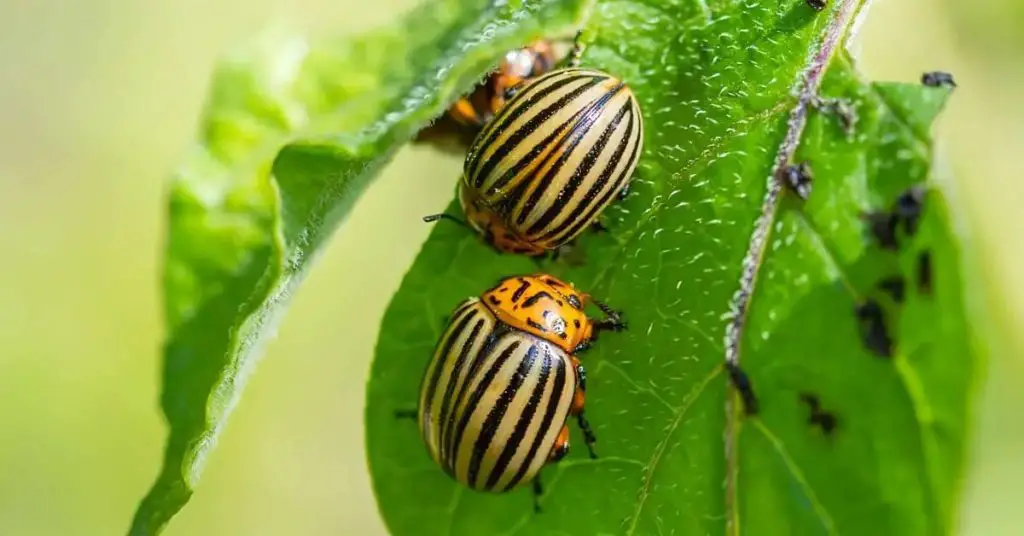 ¿Por qué es bueno tener ciertos insectos en el jardín? – ideas caseras ...